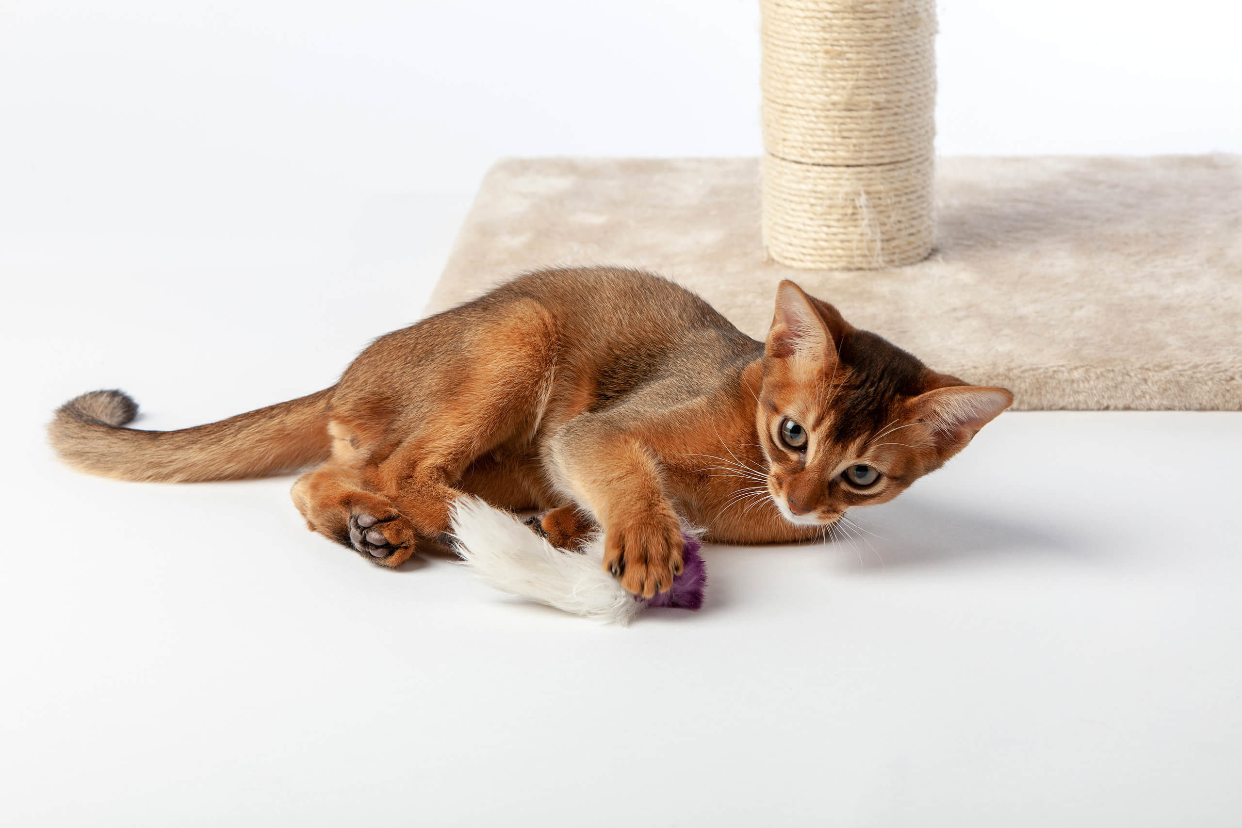 Abyssin | Cat’s Best