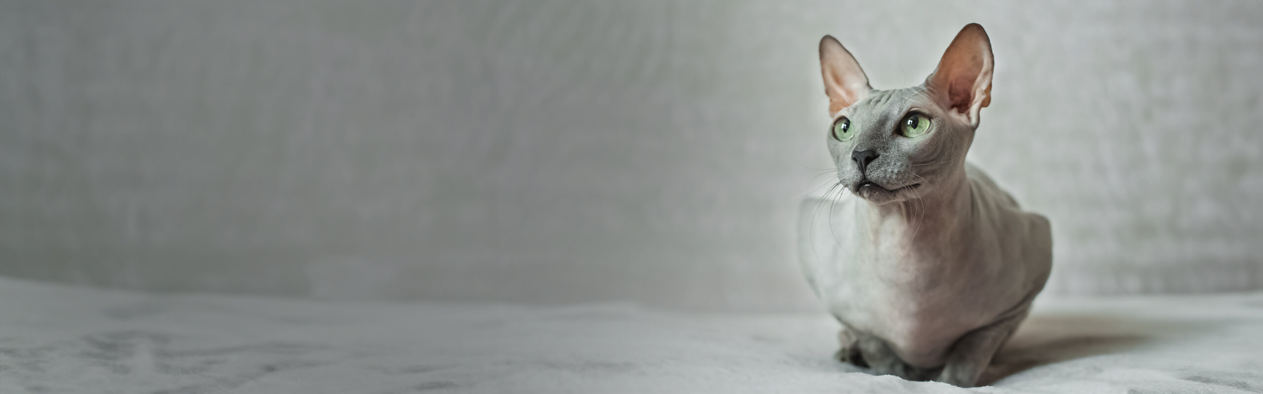 Hairless cats - everything you need to know about cats with no fur ...