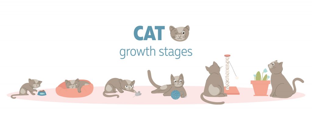 L'âge du chat - comprendre l'âge de votre chat | Cat’s Best