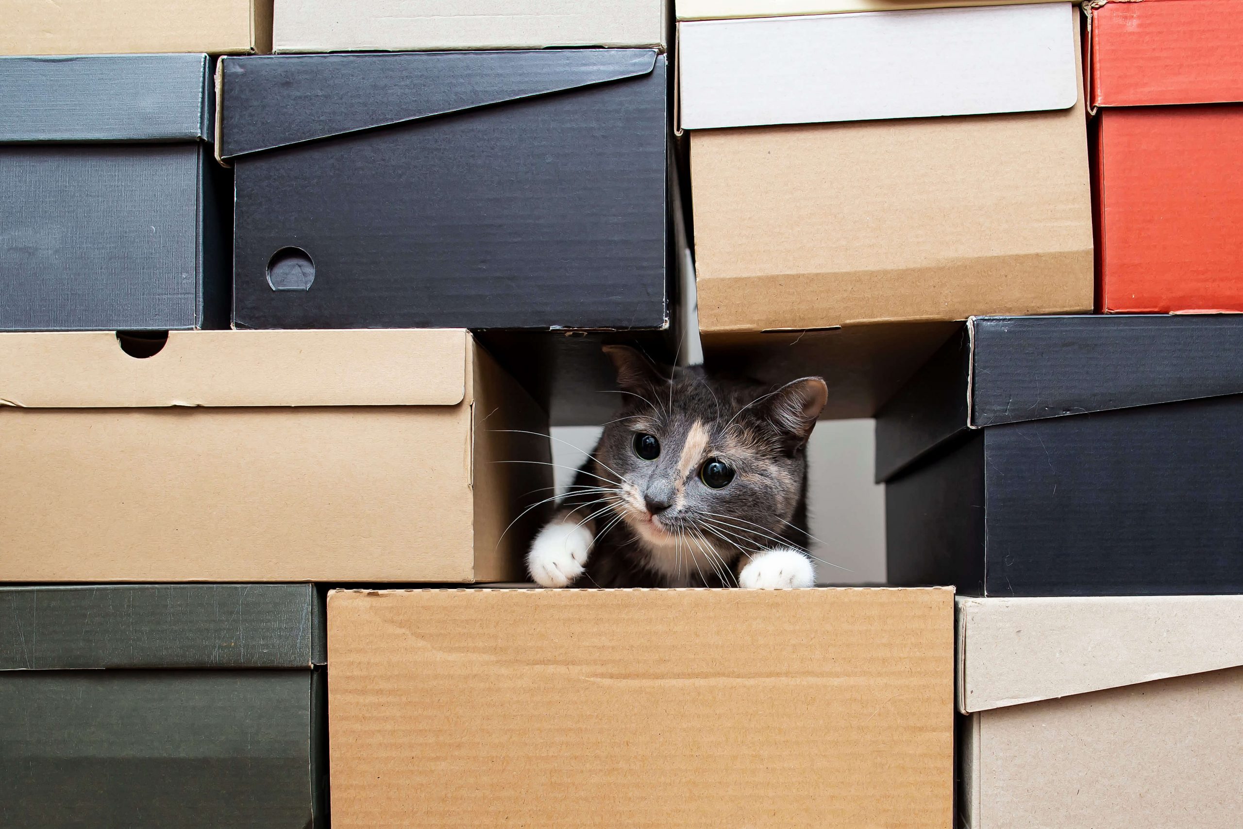 Pourquoi les chats aiment-ils les cartons ? Ces véritables forteresses ...