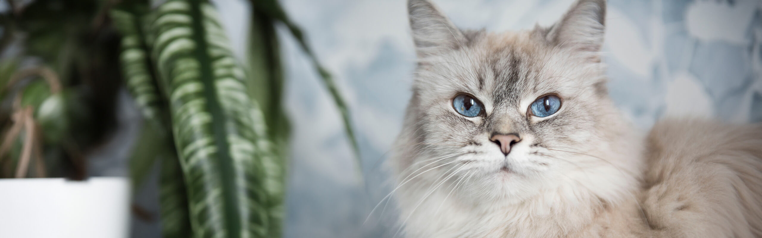 Neva Masquerade | Cat’s Best