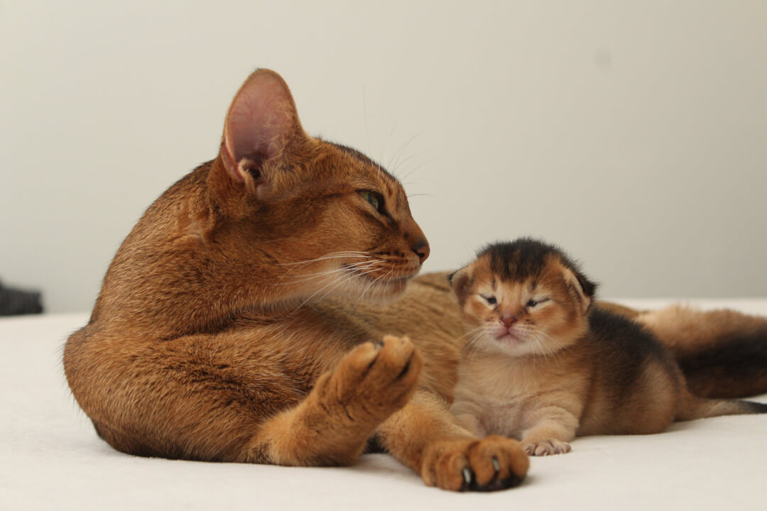 Abyssin | Cat’s Best
